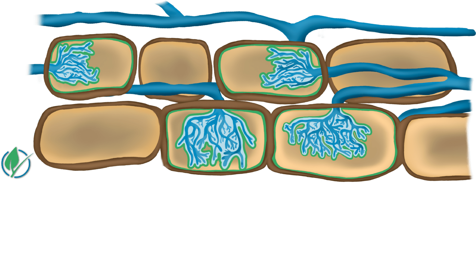 A Symbiotic Love Story: Magnificent Mycorrhizal Fungi