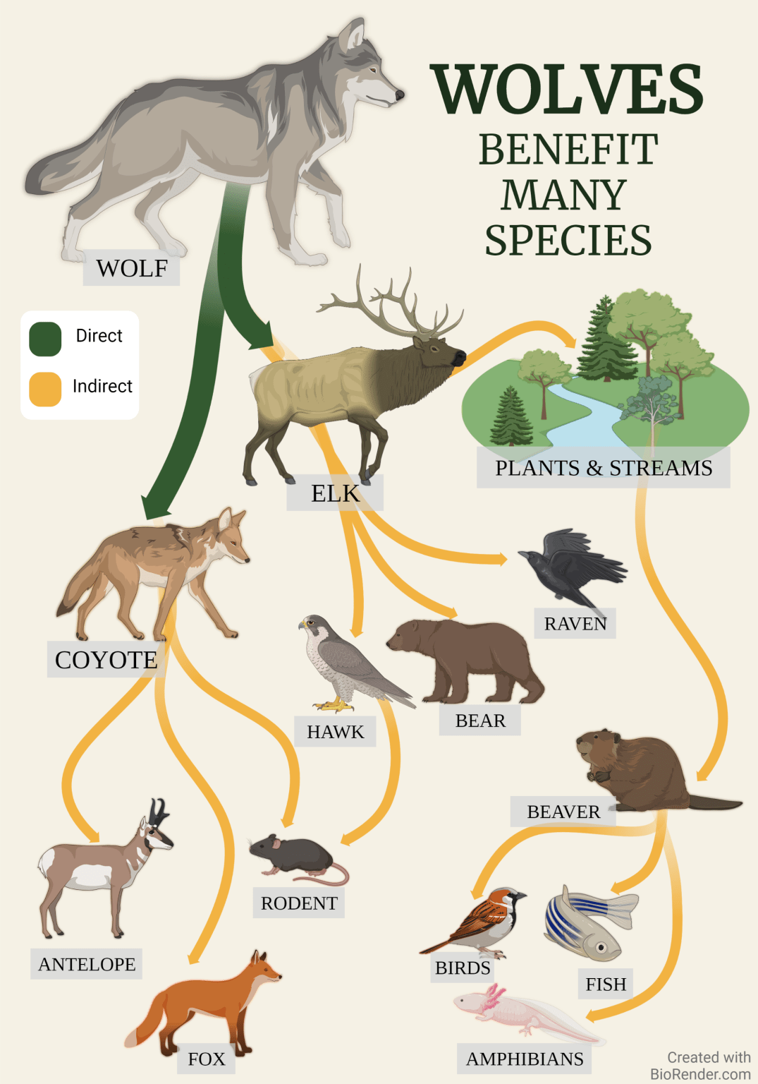 Collaborating with Nature - Soil Food Web School - Regenerating Soil