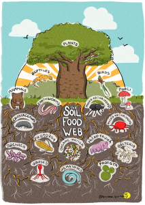 Soil Food Web Essentials Courses Overview - Soil Food Web School ...