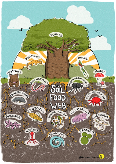 Soil Food Web Essentials Courses Overview - Soil Food Web School ...
